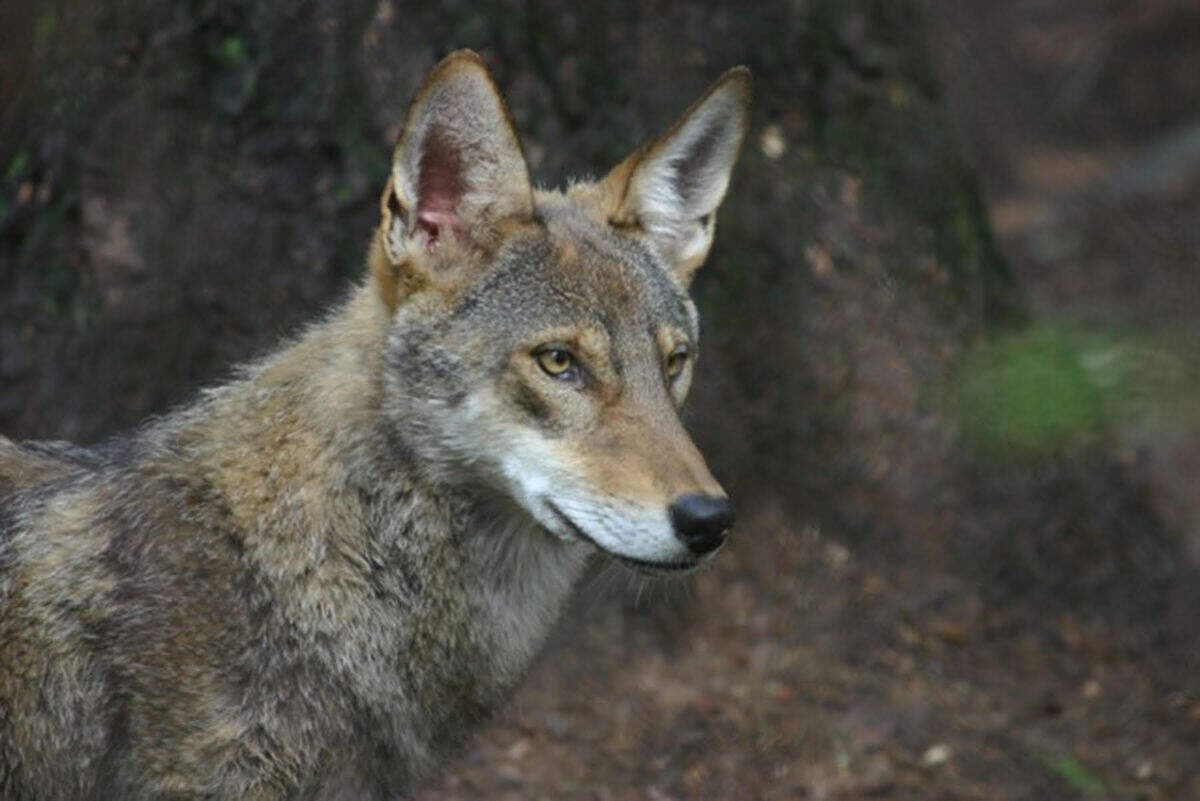 Coyotes are all over NC, including downtown Charlotte. How to scare ...