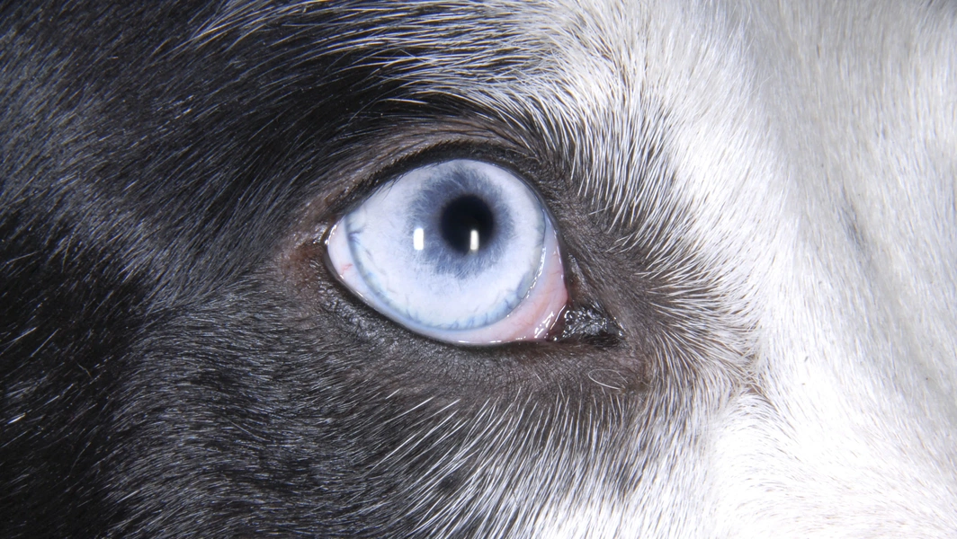 10 dog breeds with expressive, human-like eyes