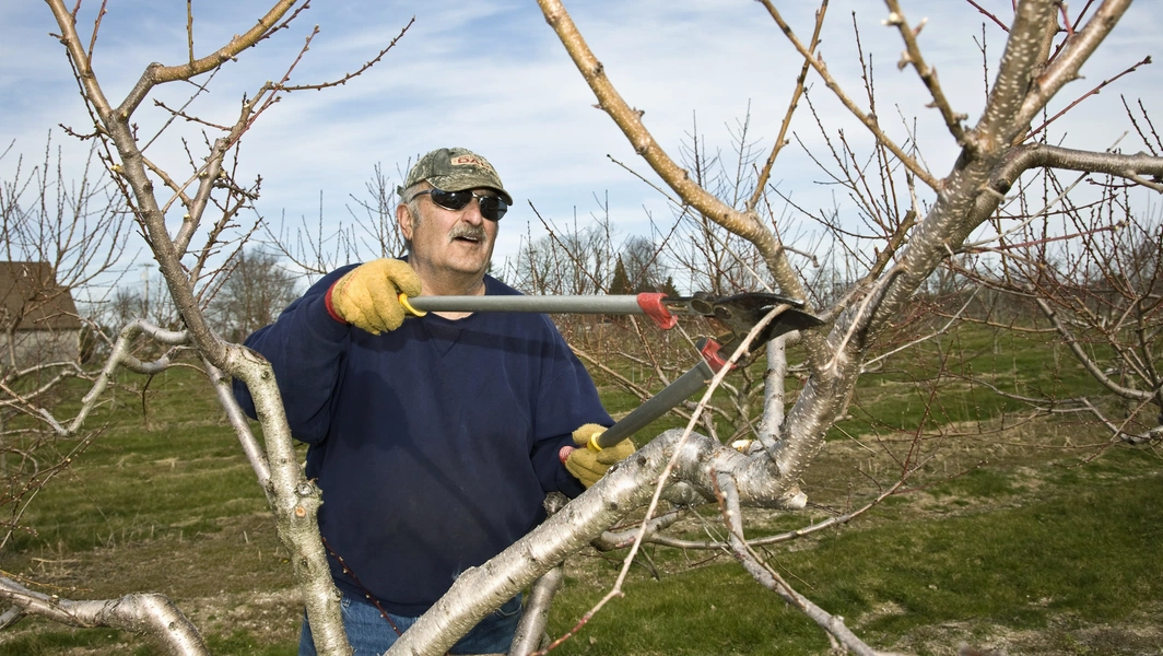 Fruit tree pruning tips for health and productivity
