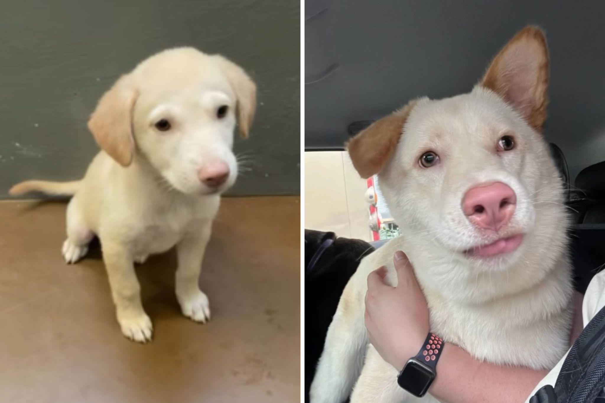 Owners decide to adopt rescue puppy they think is a Labrador—then she grows