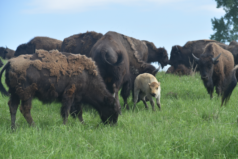 'One in a million': White bison calf born at Iowa refuge has died