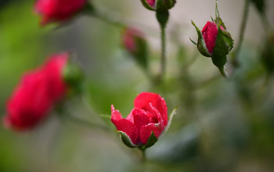 Keep your roses blooming all summer