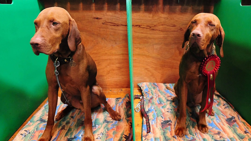 9 dog breeds that crave constant companionship