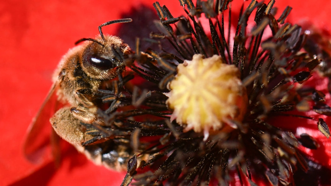 Oxford study reveals pollen nutrition key to bee health