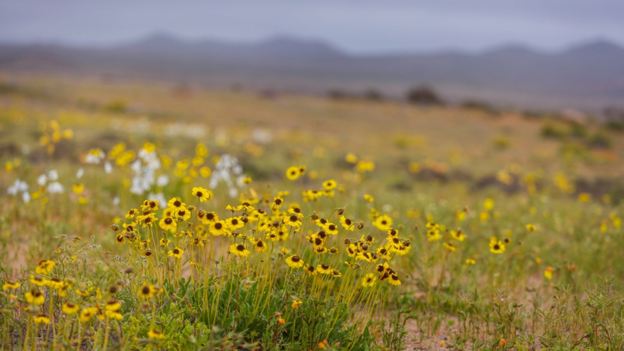 16 wildflower destinations around the world that look incredible in bloom