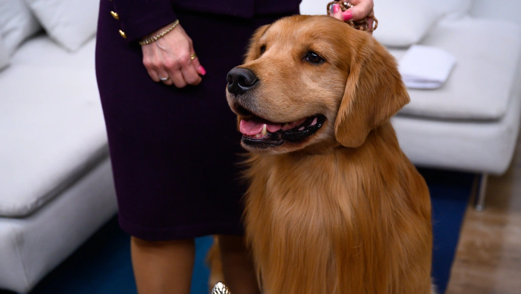 Golden retrievers: loyal, intelligent, and playful companions