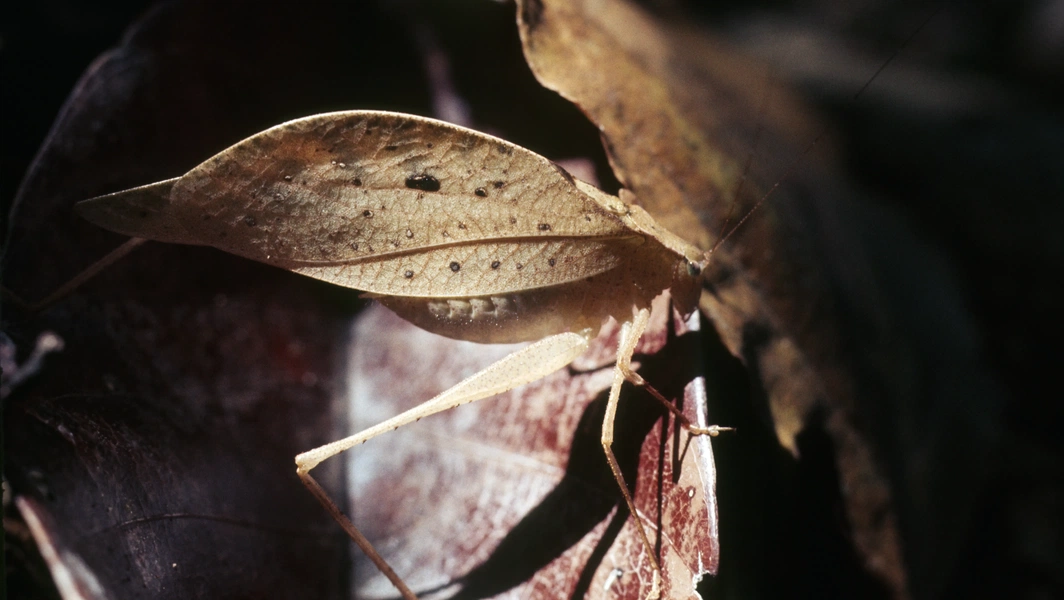 13 examples of unusual camouflage in nature and design
