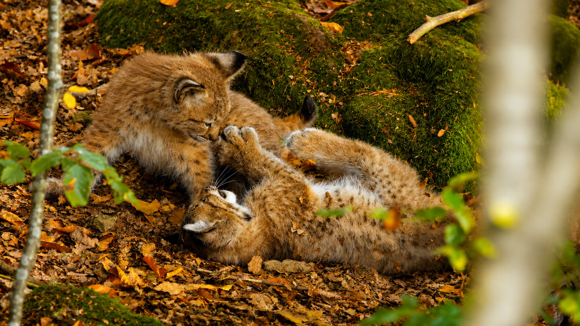 Hidden camera captures two lynx cubs wrestling on the forest floor