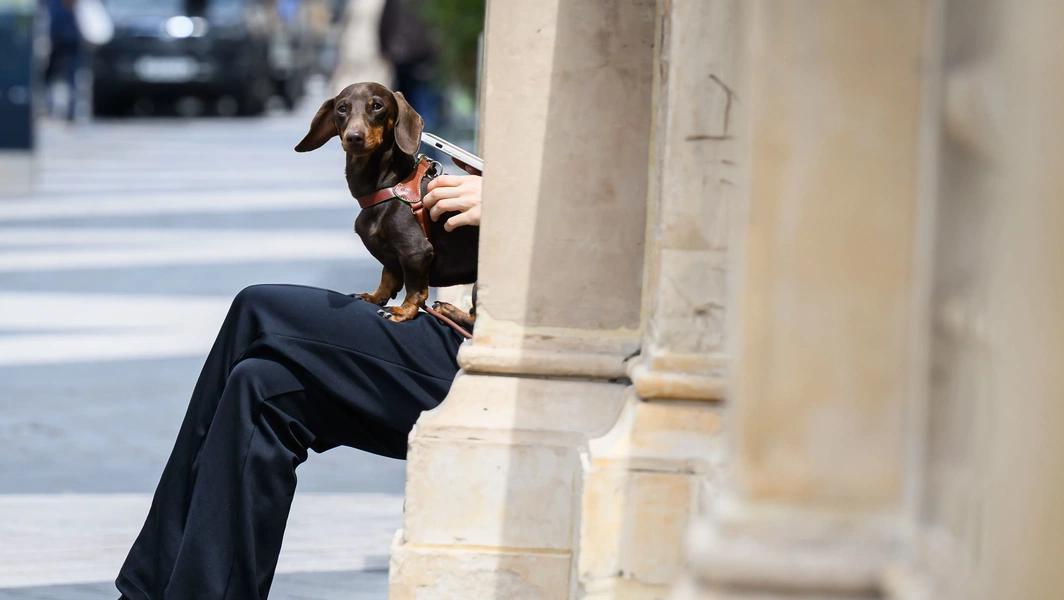 Understanding and managing over-attachment in dogs
