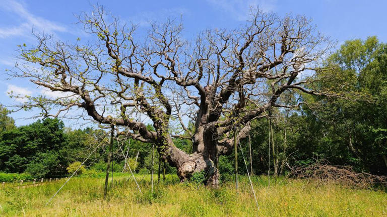 Ancient Sherwood Forest oak tree reputed to have sheltered Robin Hood ...