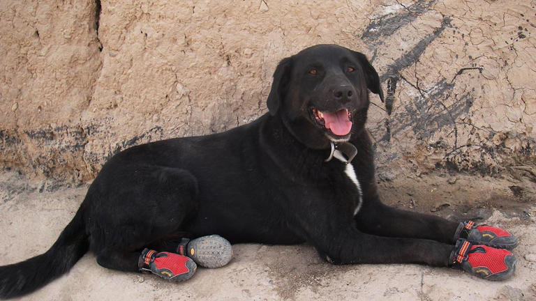 ‘Courage’: Aussie war dog honoured