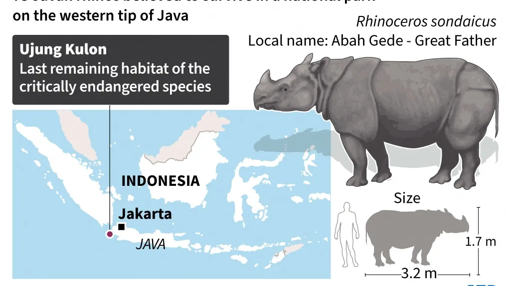 14 critically endangered animals and their survival challenges