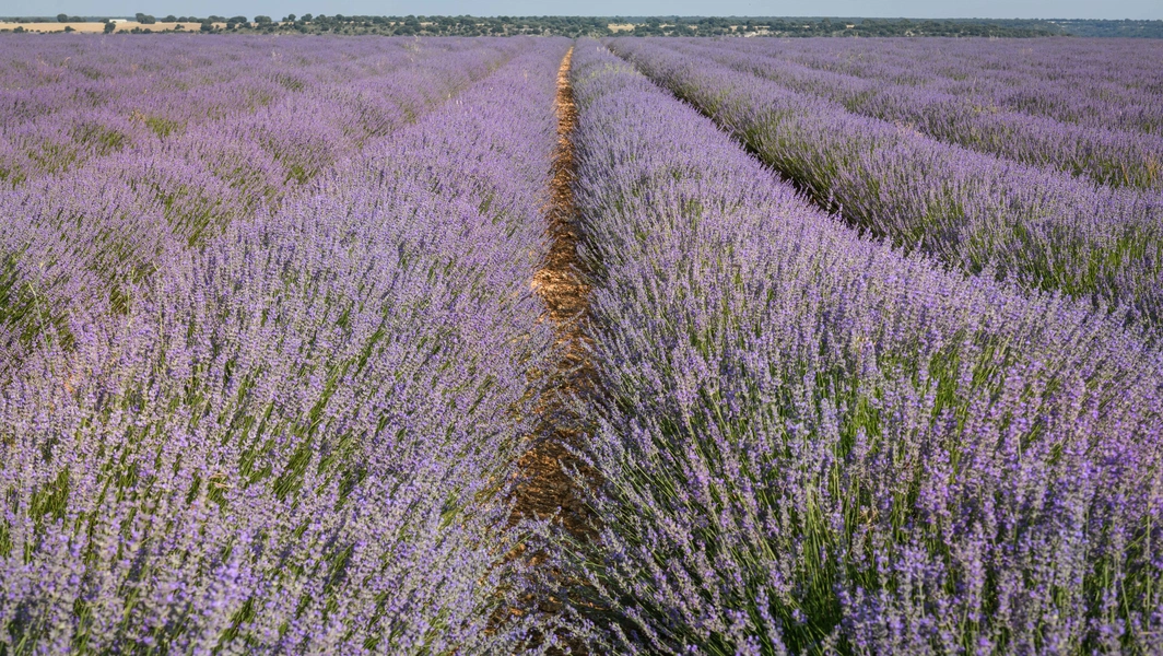 Growing lavender: varieties, care, and propagation