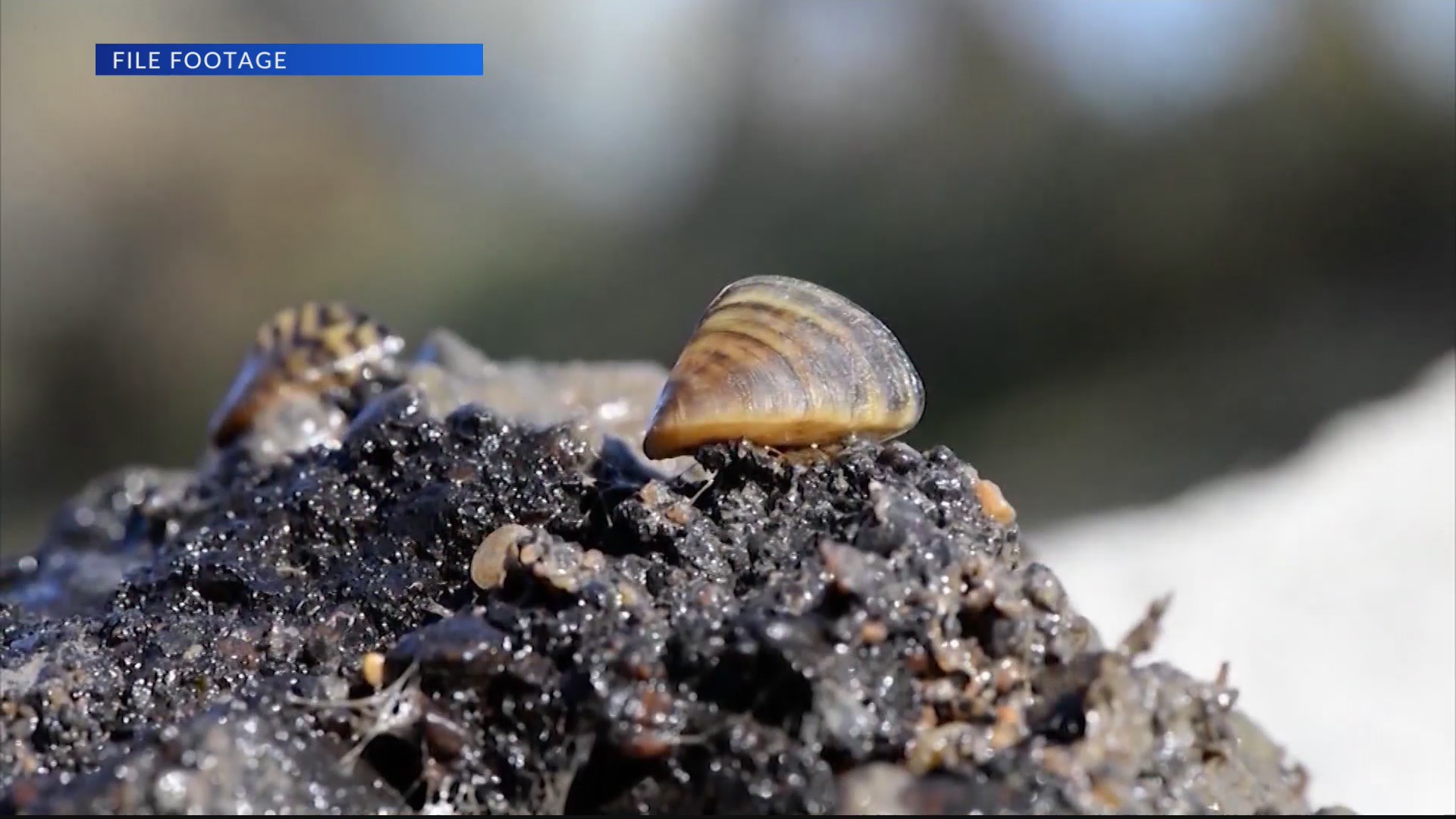 Zebra mussels found in Horseshoe Lake in North Dakota