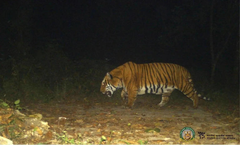 NTCA flags manpower, monsoon hurdles ahead of July 29 Buxa tiger release