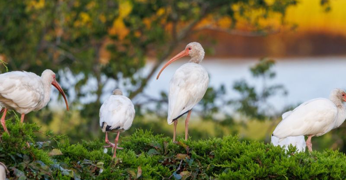 This bird sanctuary in New Jersey becomes a photographer’s dream each ...
