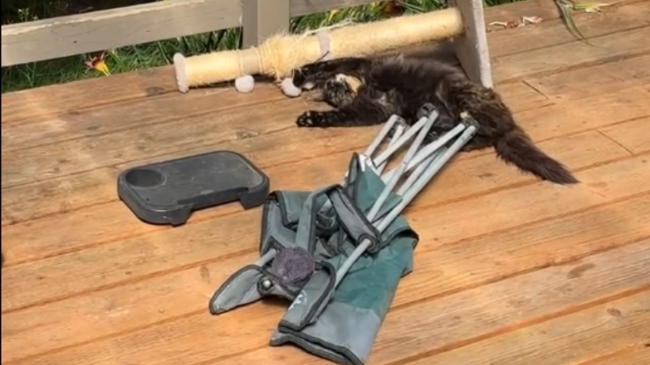 Shocking cat fakes sleep after creating mayhem on the porch
