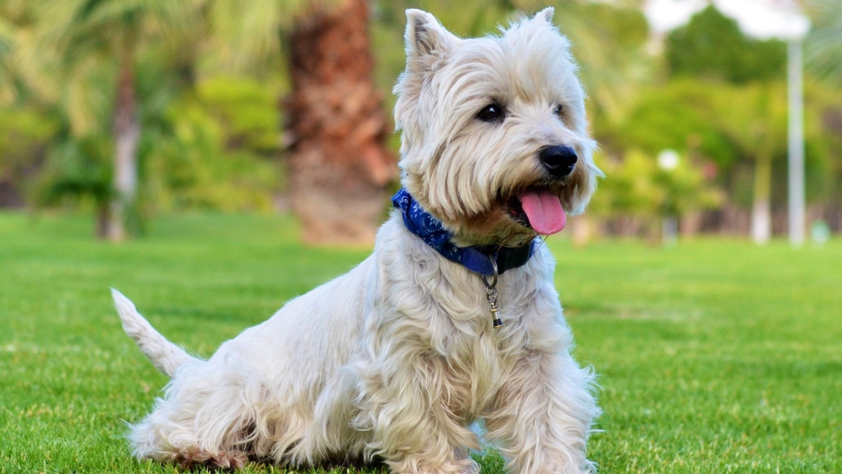 The training trick that helps dogs learn to relieve themselves outside ...