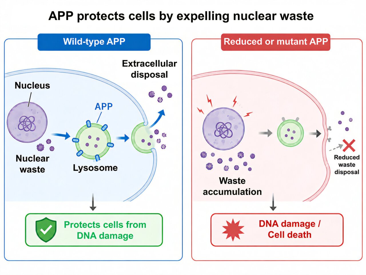 Amyloid precursor protein protects neurons during nuclear waste disposal
