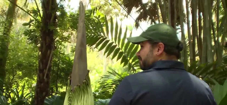 Rare corpse flower set to bloom in Vero Beach