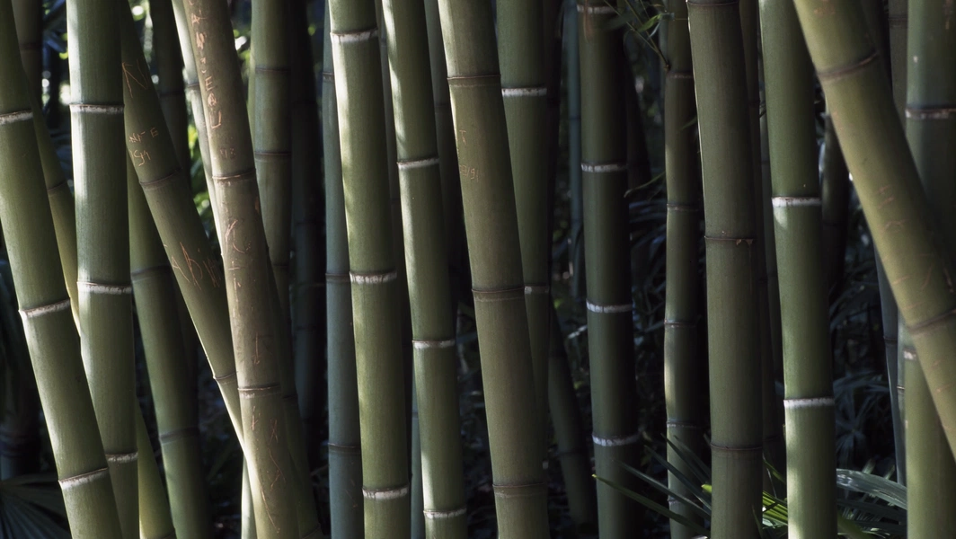 Bamboo care tips for a thriving green oasis