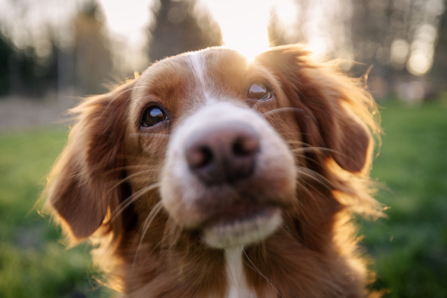 Il cane ha ingoiato un oggetto? I segnali per capire se è un'emergenza ...