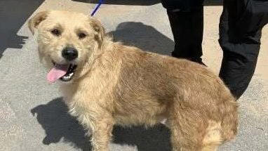 Dog found trapped between boulders in Lake Michigan, sparking unusual ...