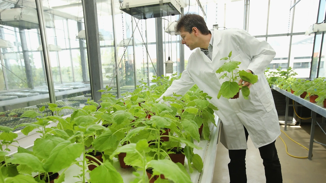 Glow-in-the-dark plants developed to detect crop diseases early