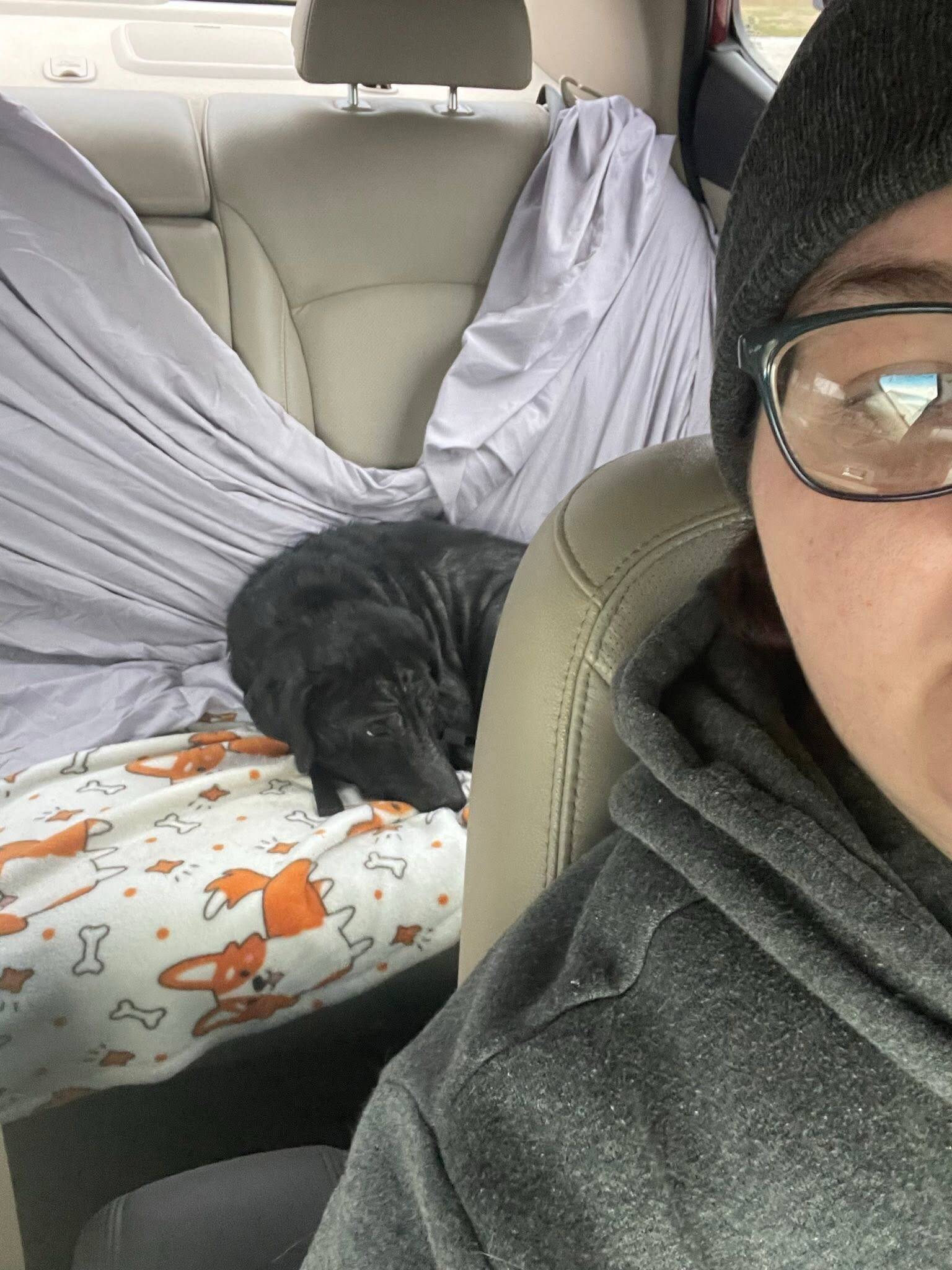 Rescuer gives terrified dog one simple piece of clothing — and ...