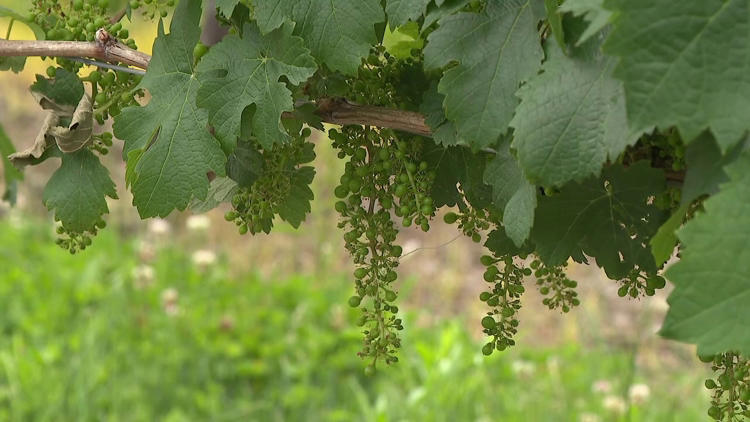 Shade Mountain Winery sees effects from April freeze on grape crop