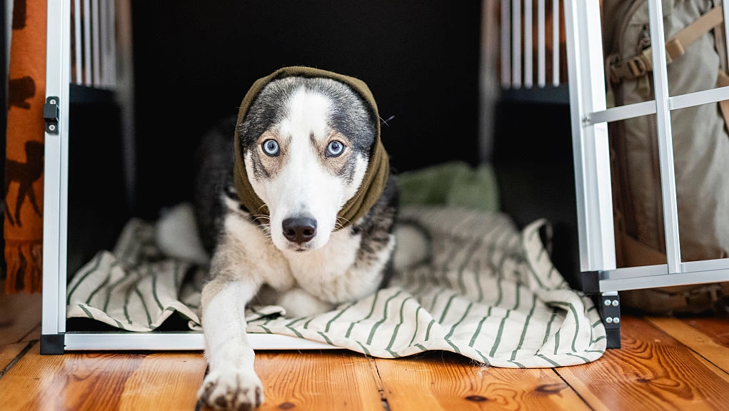 17 common triggers that stress dogs
