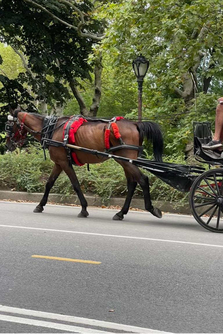 Teen tourist killed after NYC carriage horse gets startled, bolts in ...