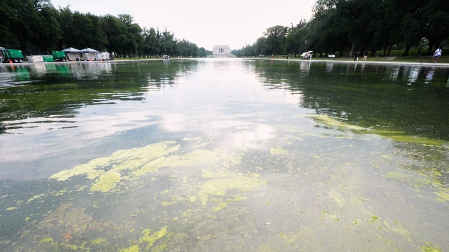 Green algae returns to reflecting pool days into Trump’s renovation