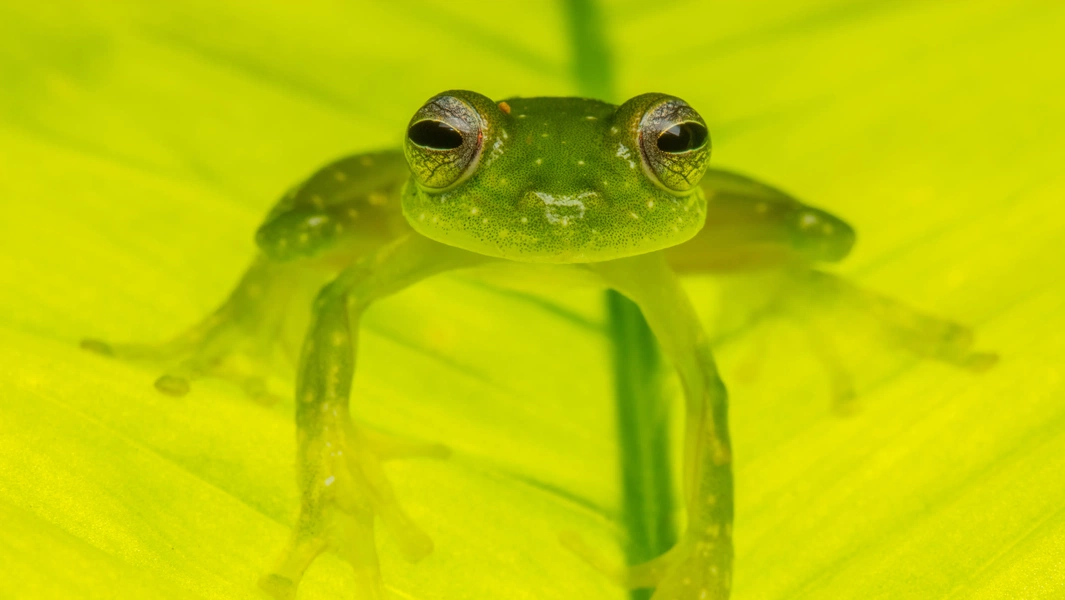 7 fascinating transparent animals and their survival adaptations