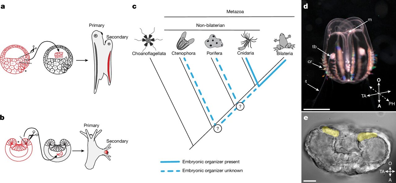 Comb jelly embryos reveal embryonic signaling center shared across ...
