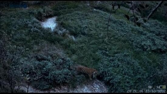 Tiger spotted in Himachal’s Sirmaur suspected to be missing Rajaji big cat