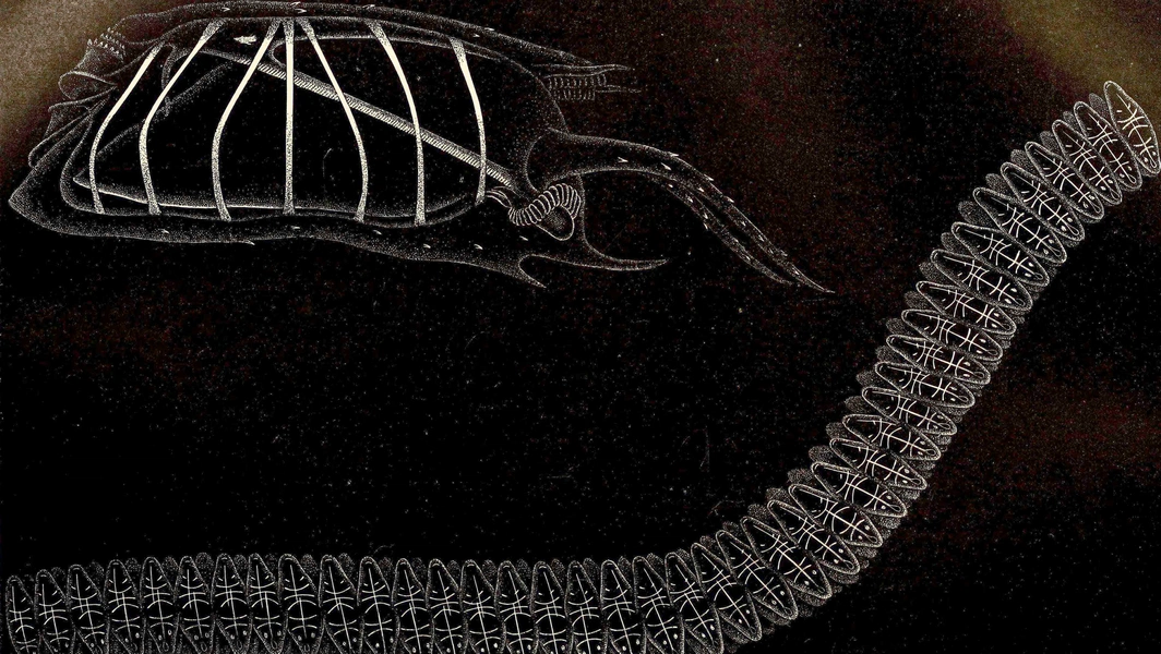 7 fascinating transparent animals and their survival adaptations