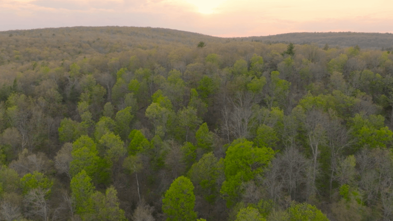 Over 800 acres of forest in Westhampton protected through conservation ...