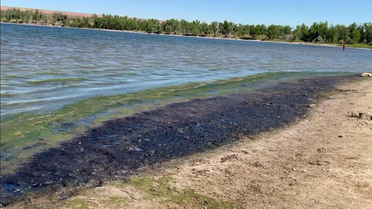 Blue-green algae blooms form at Colorado's Cherry Creek Reservoir