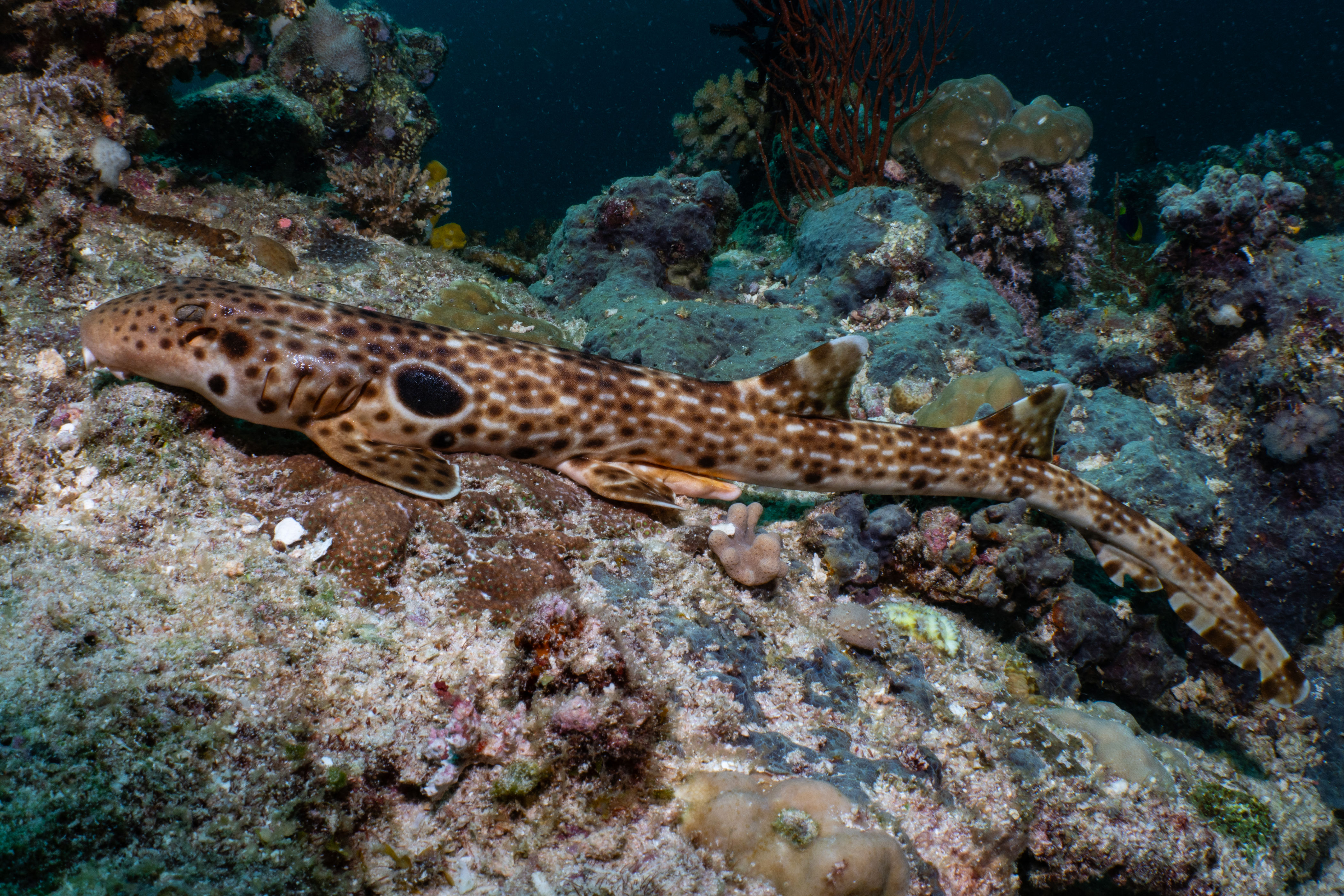 Scientists discover a new species of 'walking' shark in Papua New ...