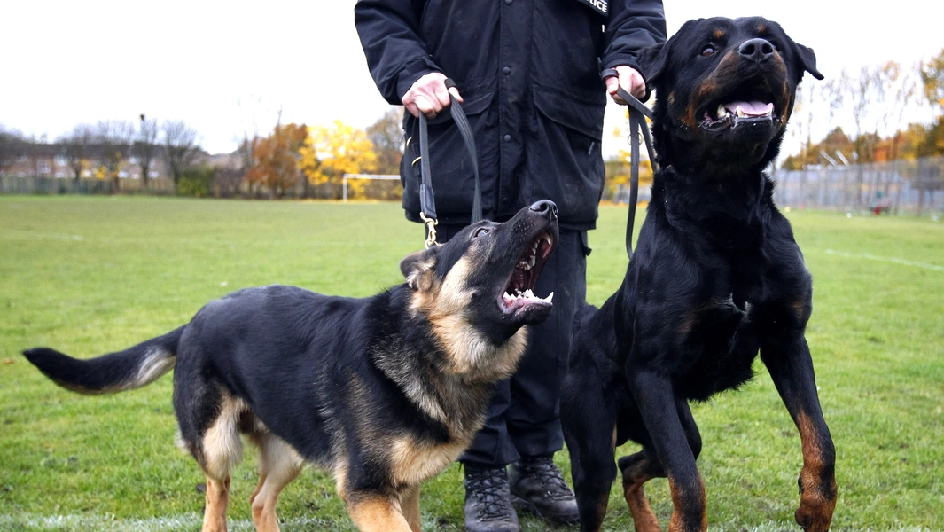 7 charming mixed-breed dogs and their unique traits