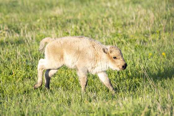 'One in a million': White bison calf born at Iowa refuge has died