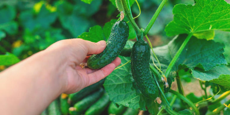 Gardening experts warn of common mistake when picking cucumbers