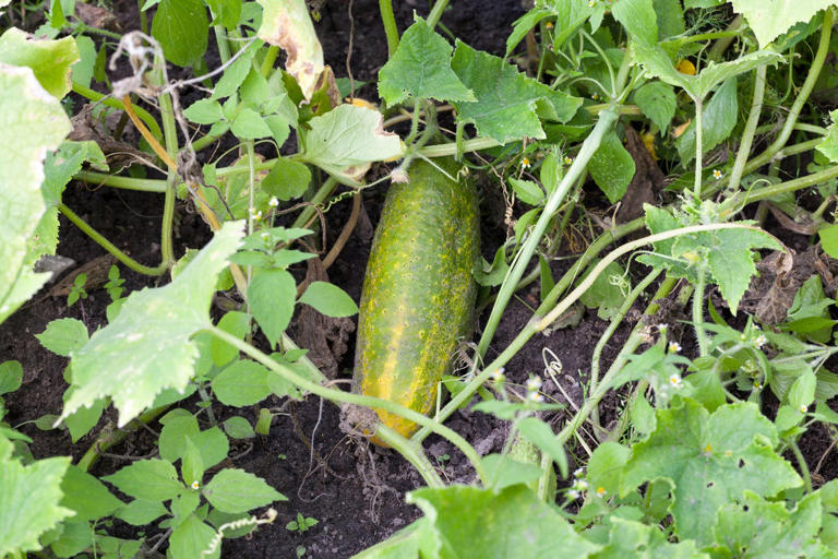 Gardening experts warn of common mistake when picking cucumbers