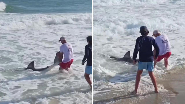 App's 100th tagged white shark, Quint, pings off Cape Cod, and you can ...