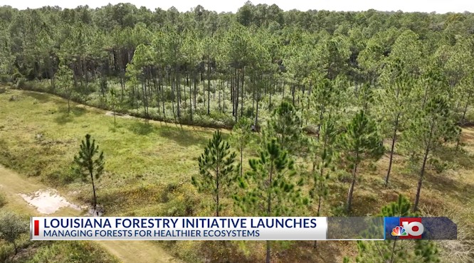 The Louisiana Forestry Initiave launches: How habitat management ...