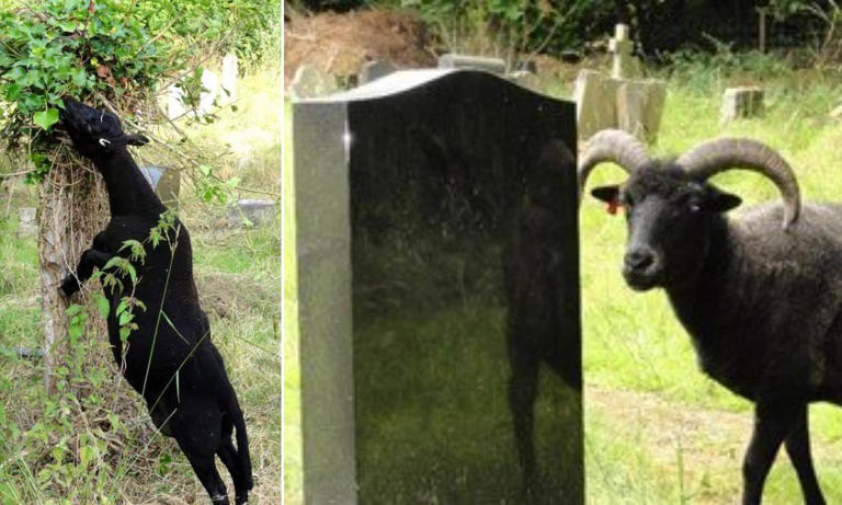 Flock of sheep brought in to tidy up graveyard are 'ramming and ...