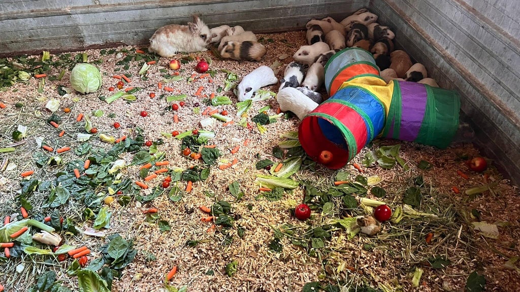 Indiana animal sanctuary helps rescue more than 70 guinea pigs from ...
