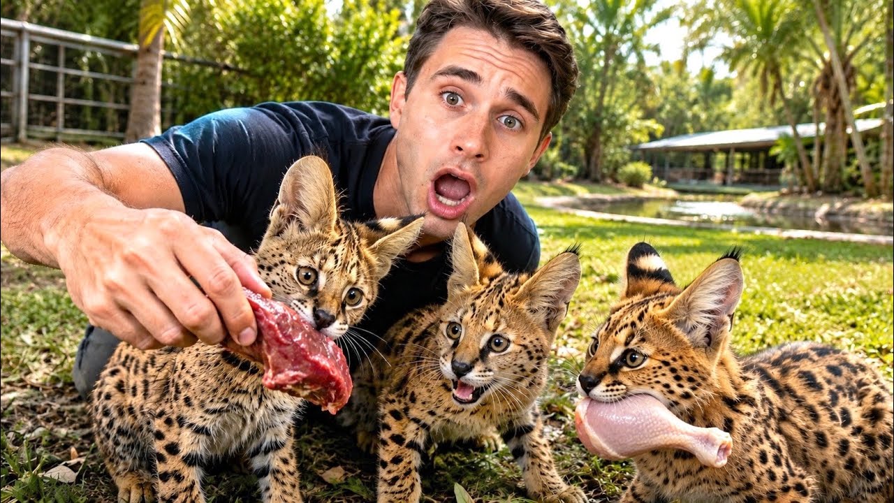 Baby wildcats taste meat for the first time