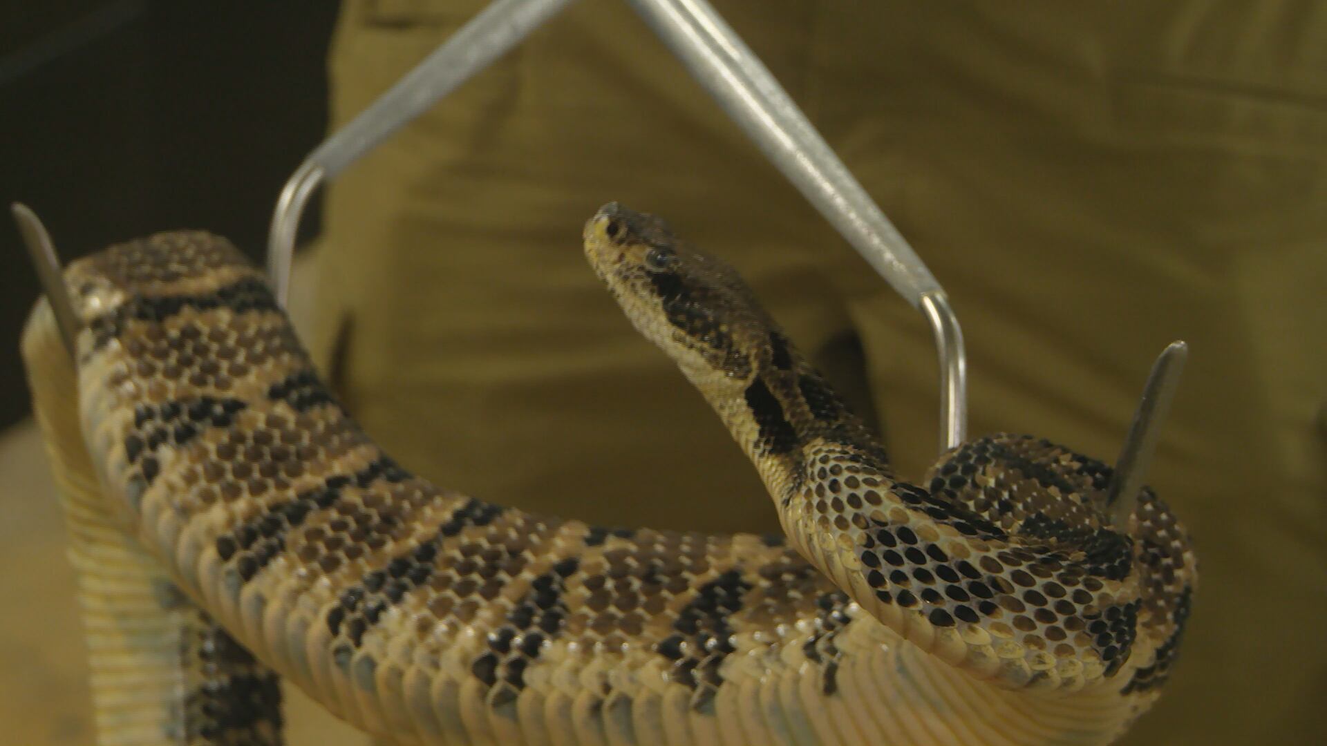 First responders learn venomous snake handling at Russell County training